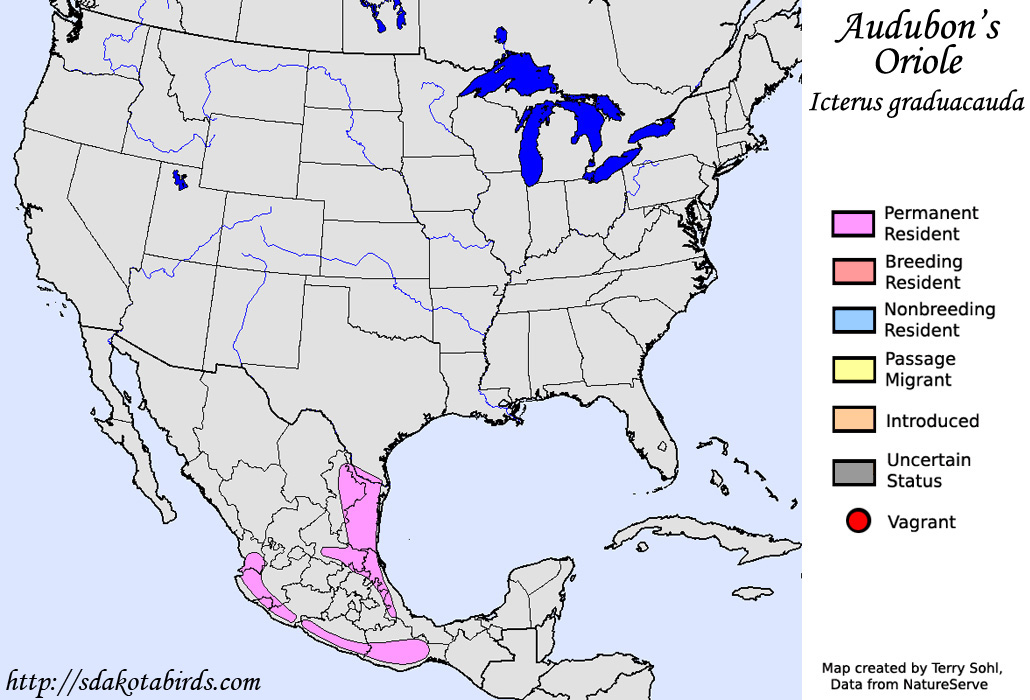 Audubon's Oriole - Species Range Map