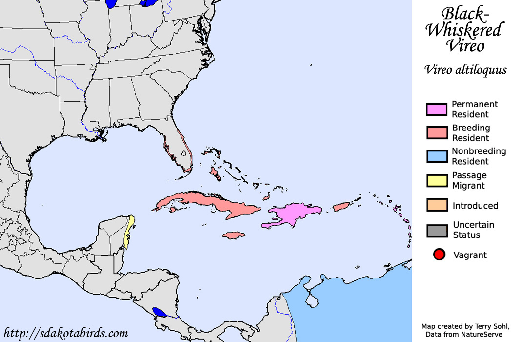 Black-whiskered Vireo - Species Range Map