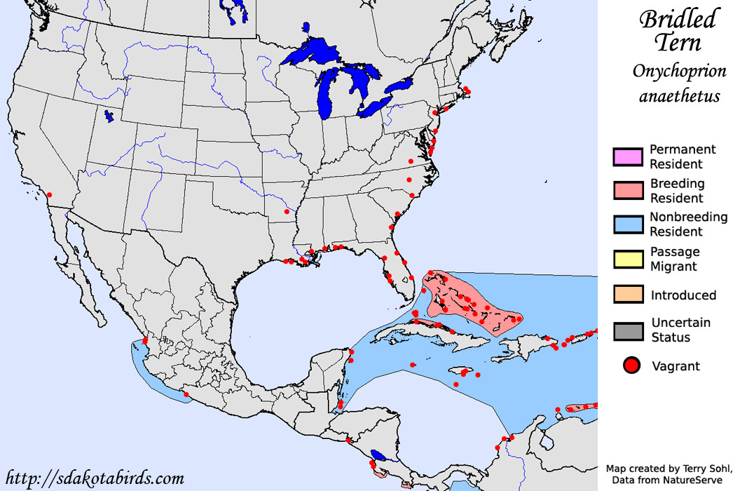 Bridled Tern - Species Range Map
