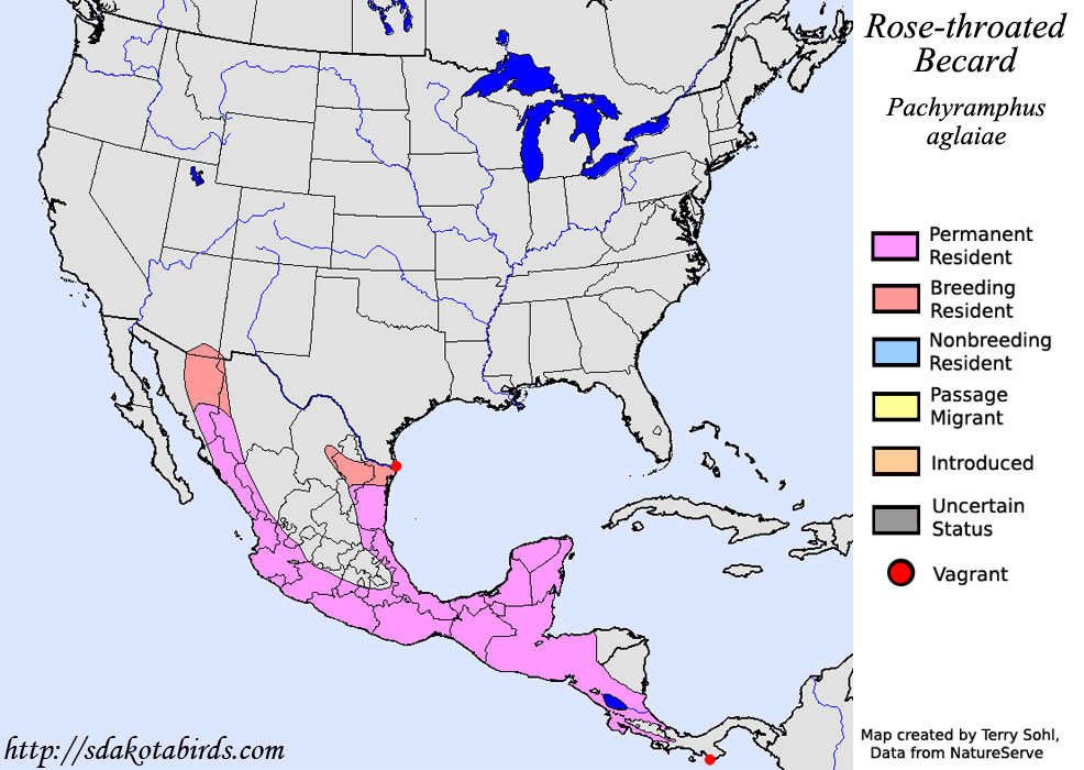 Rose-throated Becard Range Map | South Dakota Birds and Birding