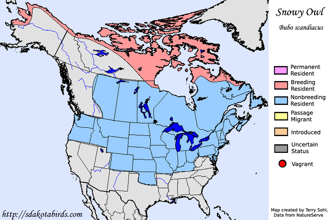 Snowy Owl - Species Range Map