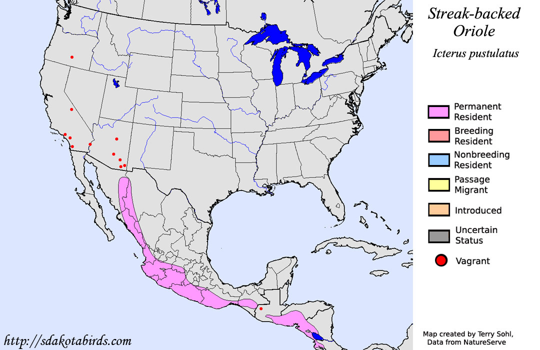 Streak-backed Oriole - Species Range Map