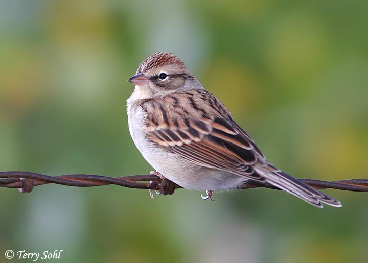 Swamp Sparrow - South Dakota Birds and Birding